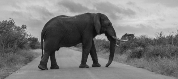 Cryptee | Encrypted Secure Photo Storage & Encrypted Documents Editor